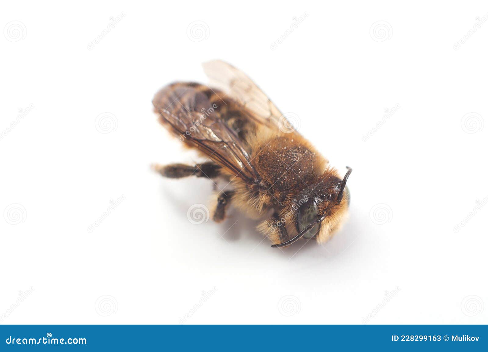 Dead Insect . Animal Isolated on a White Background Stock Image - Image ...