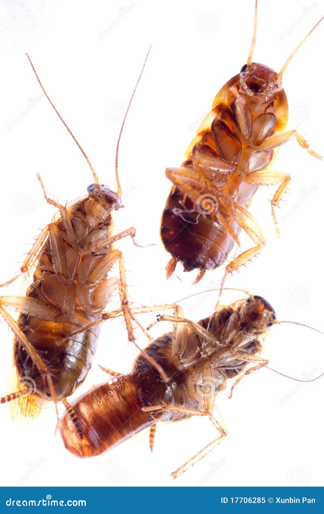 Dead insect cockroach bug stock image. Image of disease - 17706285