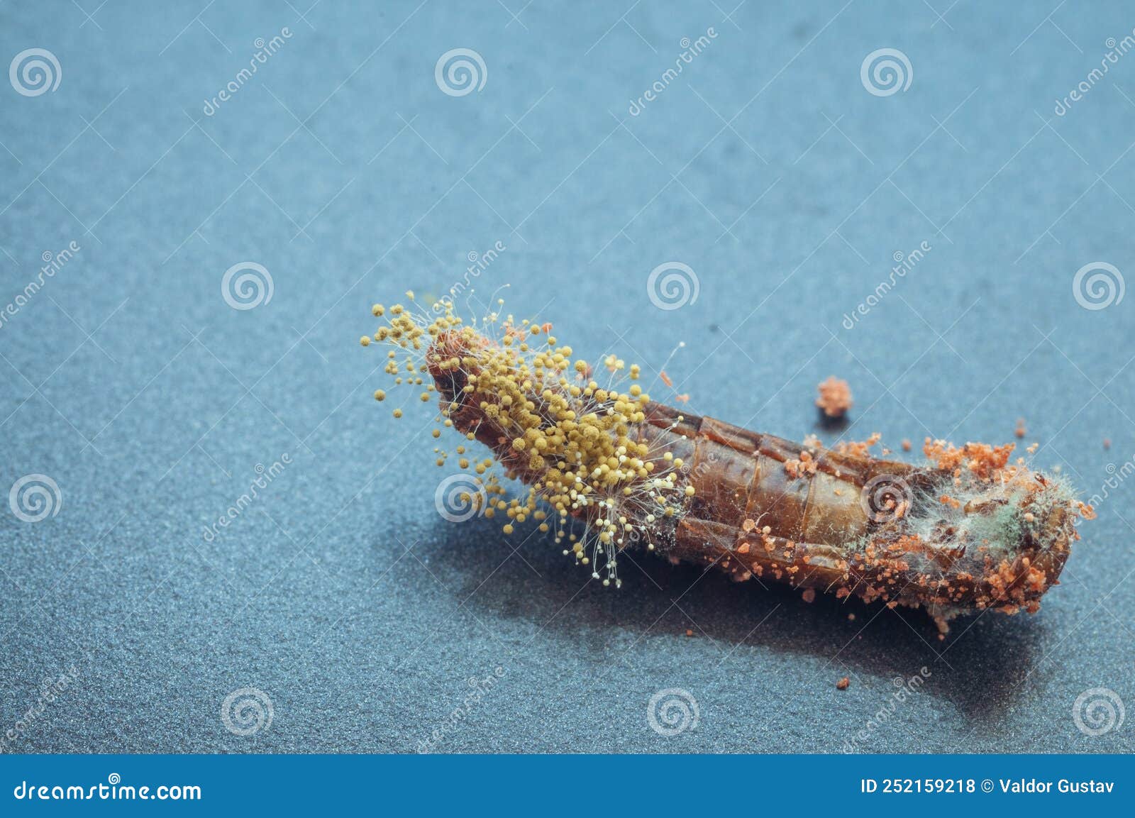 A Dead Insect Covered in Mold Stock Photo - Image of outdoors, macro ...