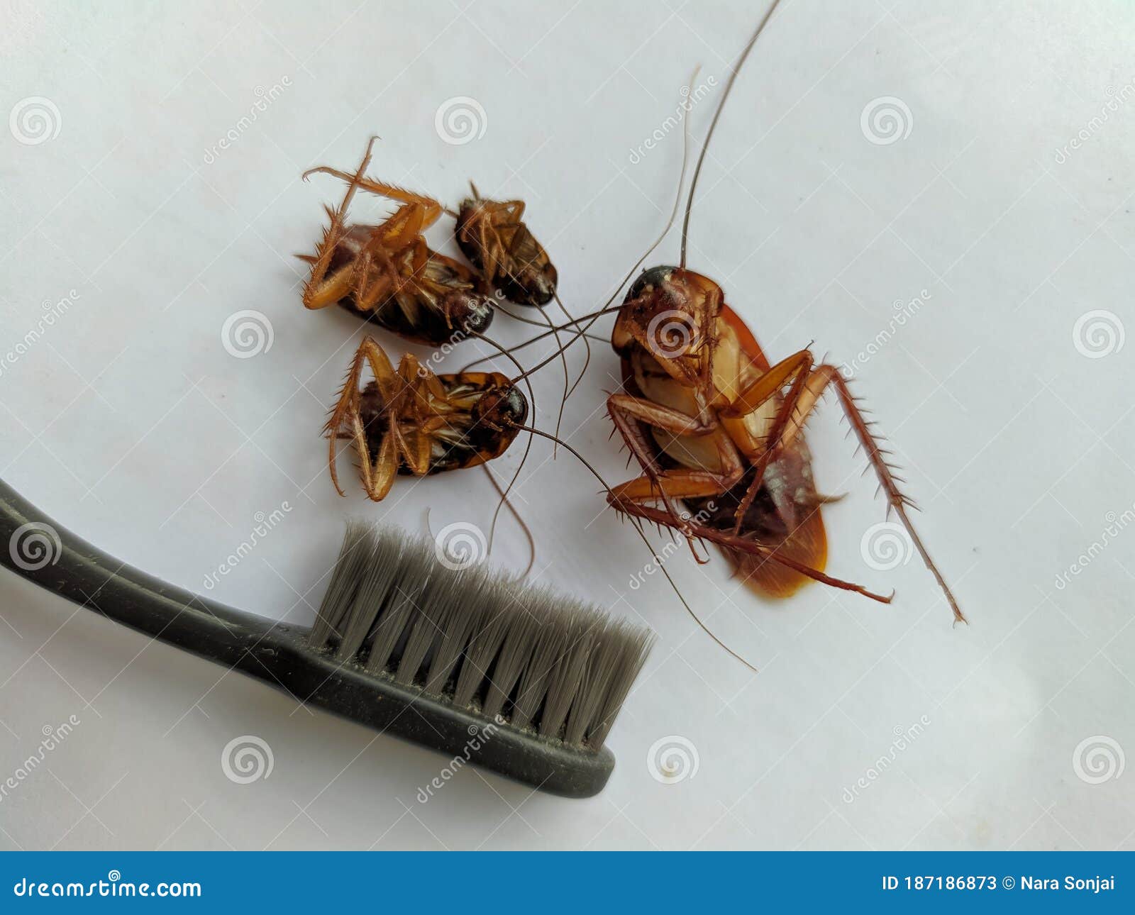 The Dead Insect Cursed beside the Toothbrush Stock Image - Image of ...