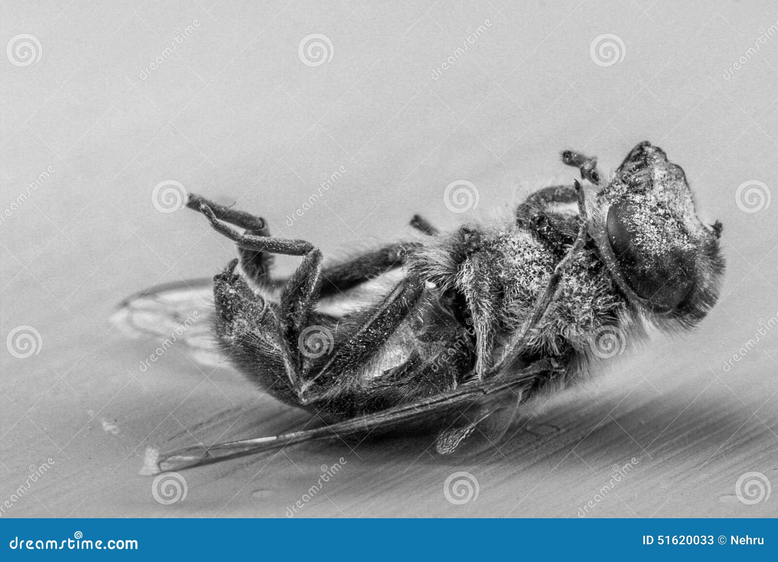 Dead insect effect stock image. Image of isolated, nature - 51620033