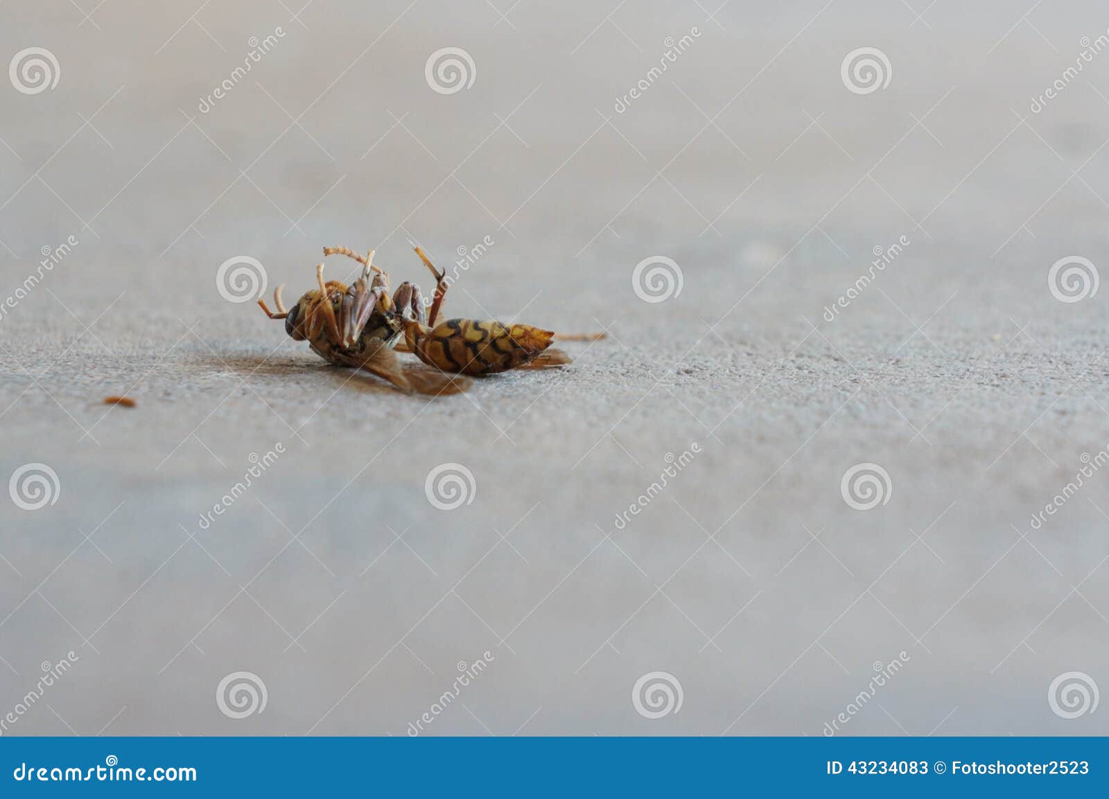 Dead insect on the floor stock image. Image of home, golden - 43234083