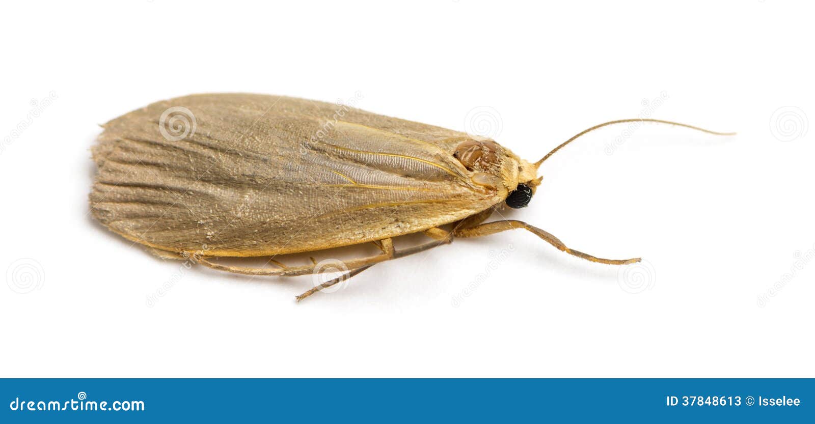 Dead insect, isolated stock image. Image of animal, isolated - 37848613