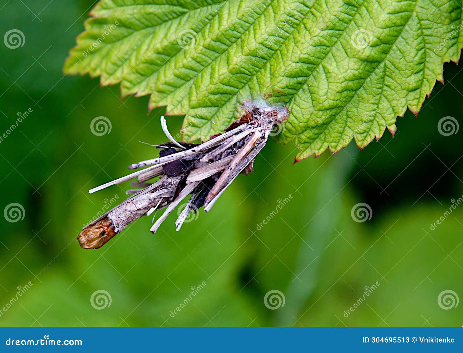 Dead insect larva stock image. Image of ecology, green - 304695513