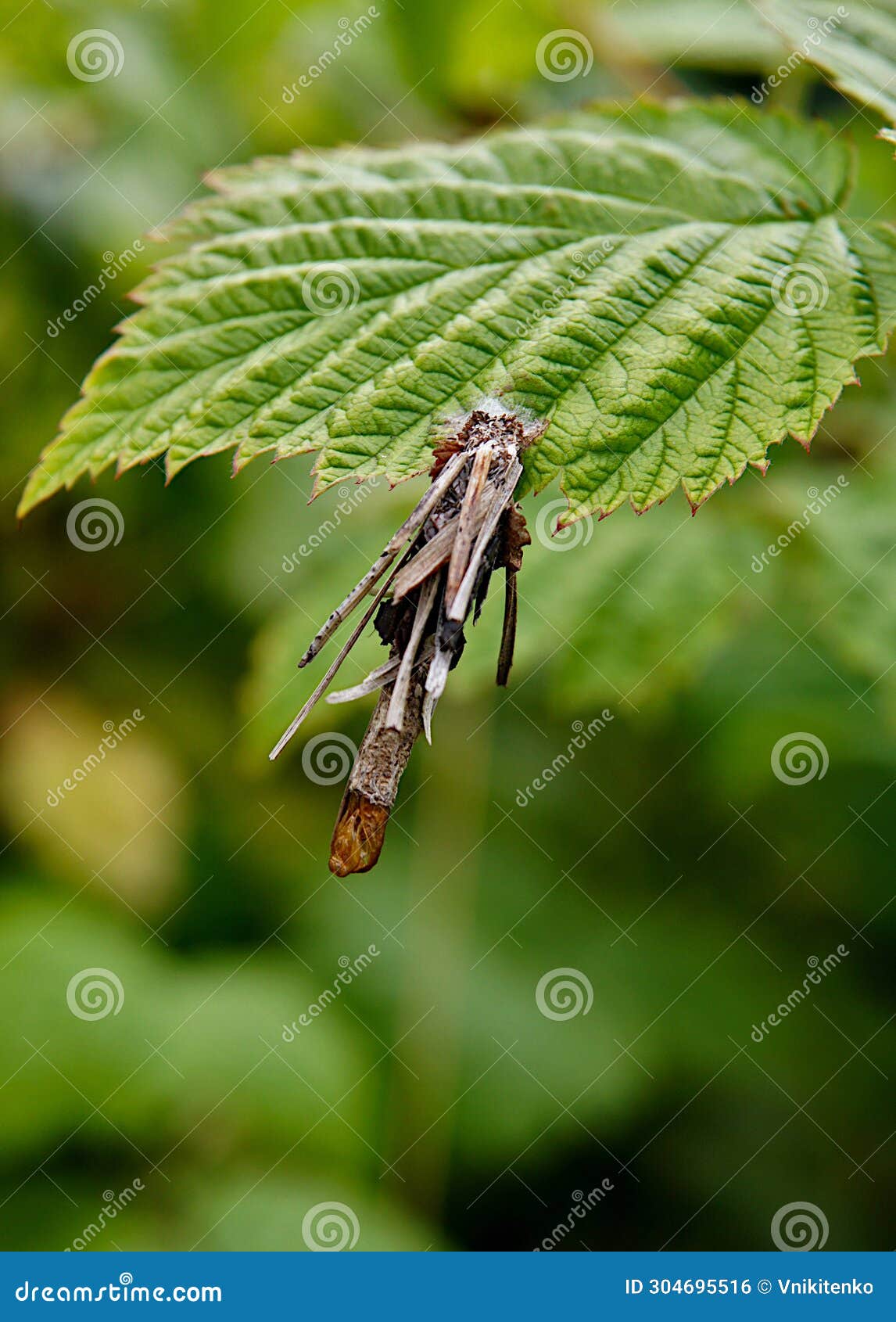 Dead insect larva stock photo. Image of hole, wild, textured - 304695516