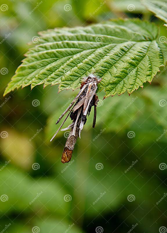 Dead insect larva stock photo. Image of hole, wild, textured - 304695516