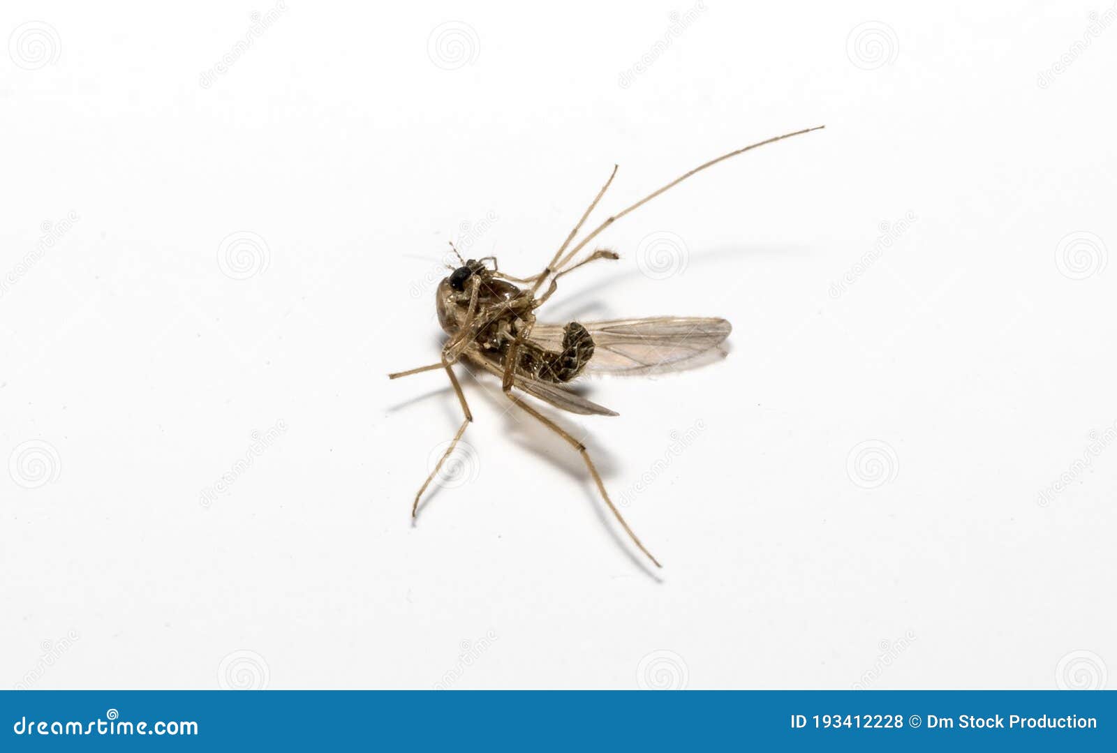 Dead Insect Cockroach Bug On White Stock Photography | CartoonDealer ...