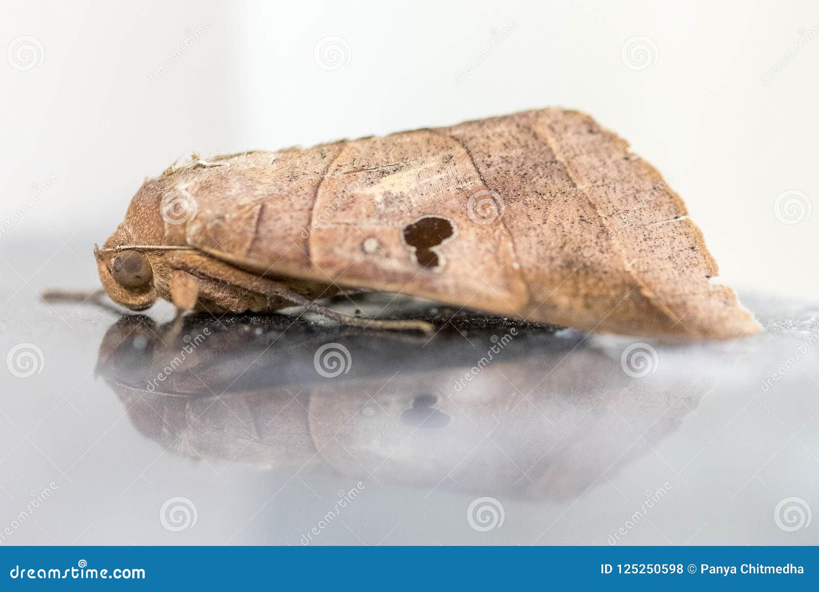 Dead insect stock photo. Image of dead, shot, pattern - 125250598