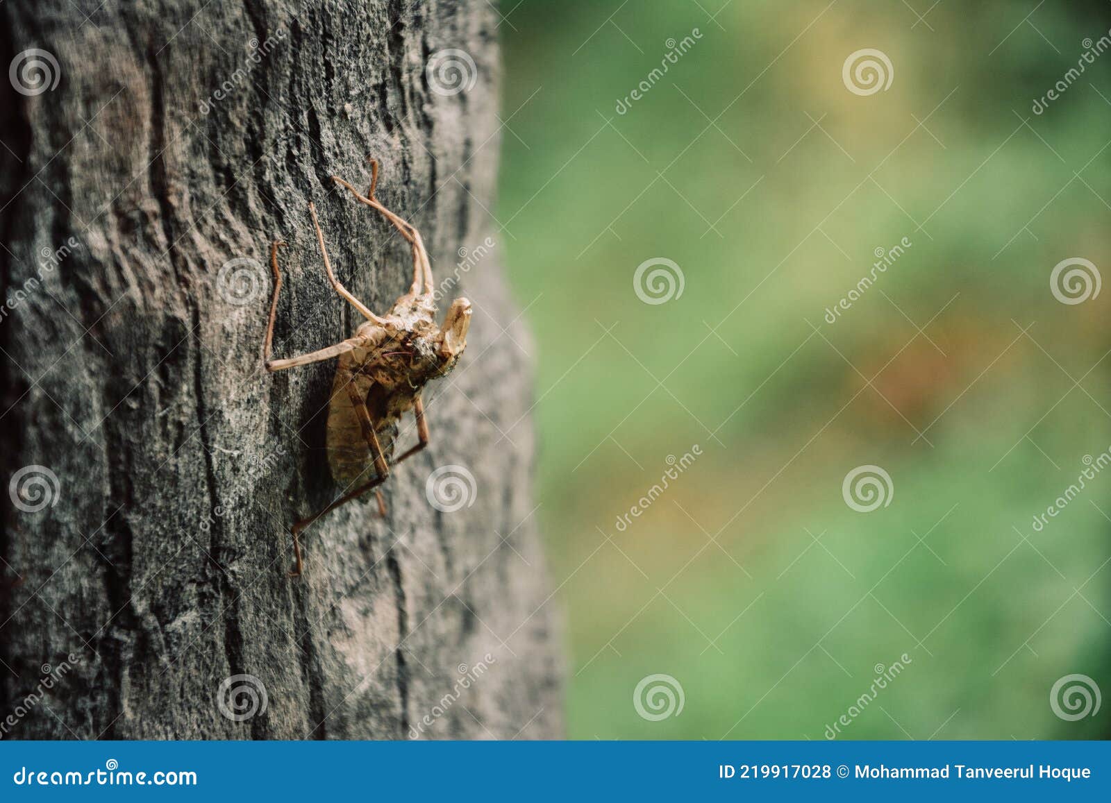 A Dead Insect Shell in the Coconut Tree Stock Photo - Image of outdoor ...