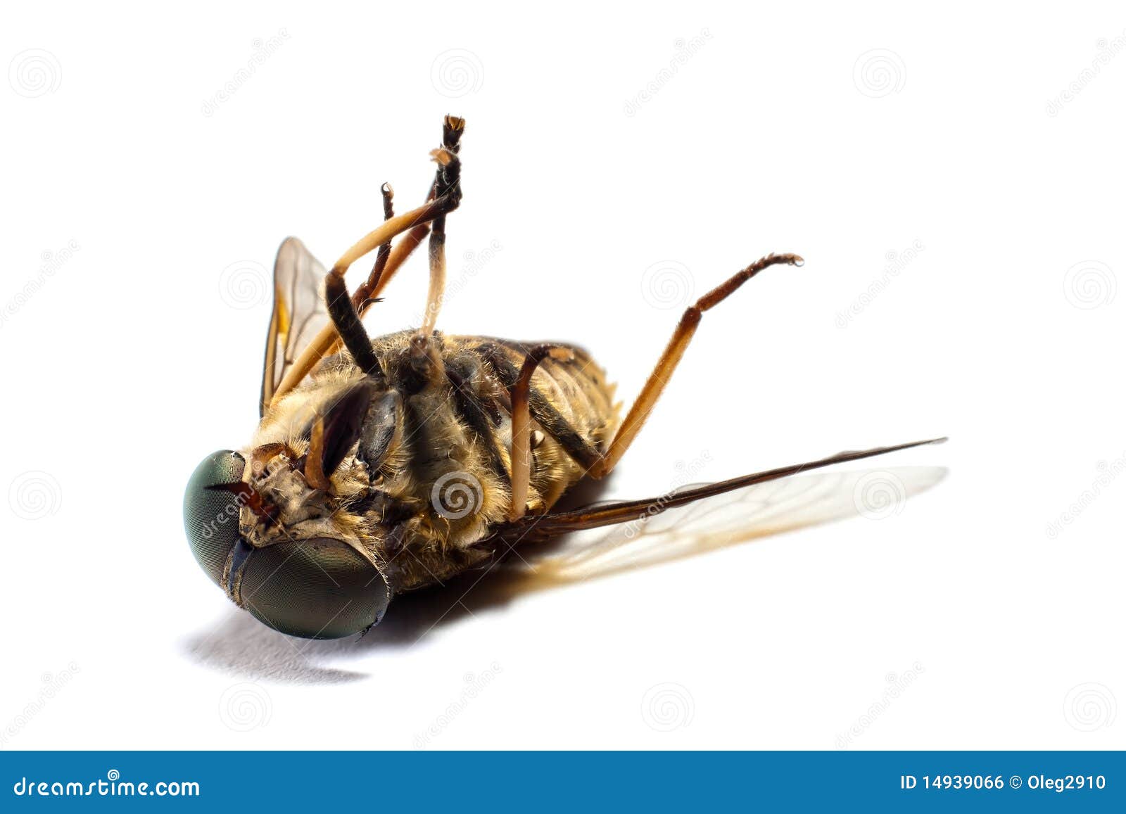 Dead insects 4 stock photo. Image of white, magnification - 14939066