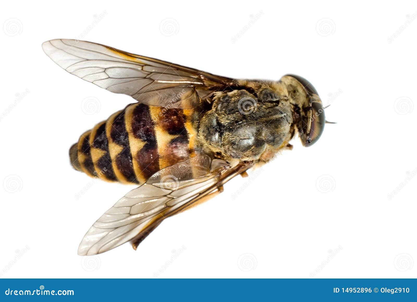 Dead insects 5 stock photo. Image of portrait, insect - 14952896