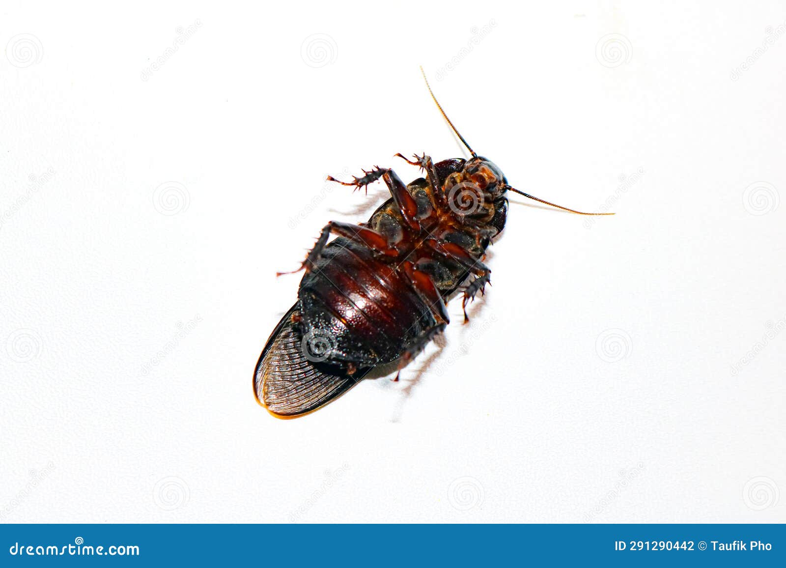 Dead insects stock photo. Image of cockroach, insects - 291290442