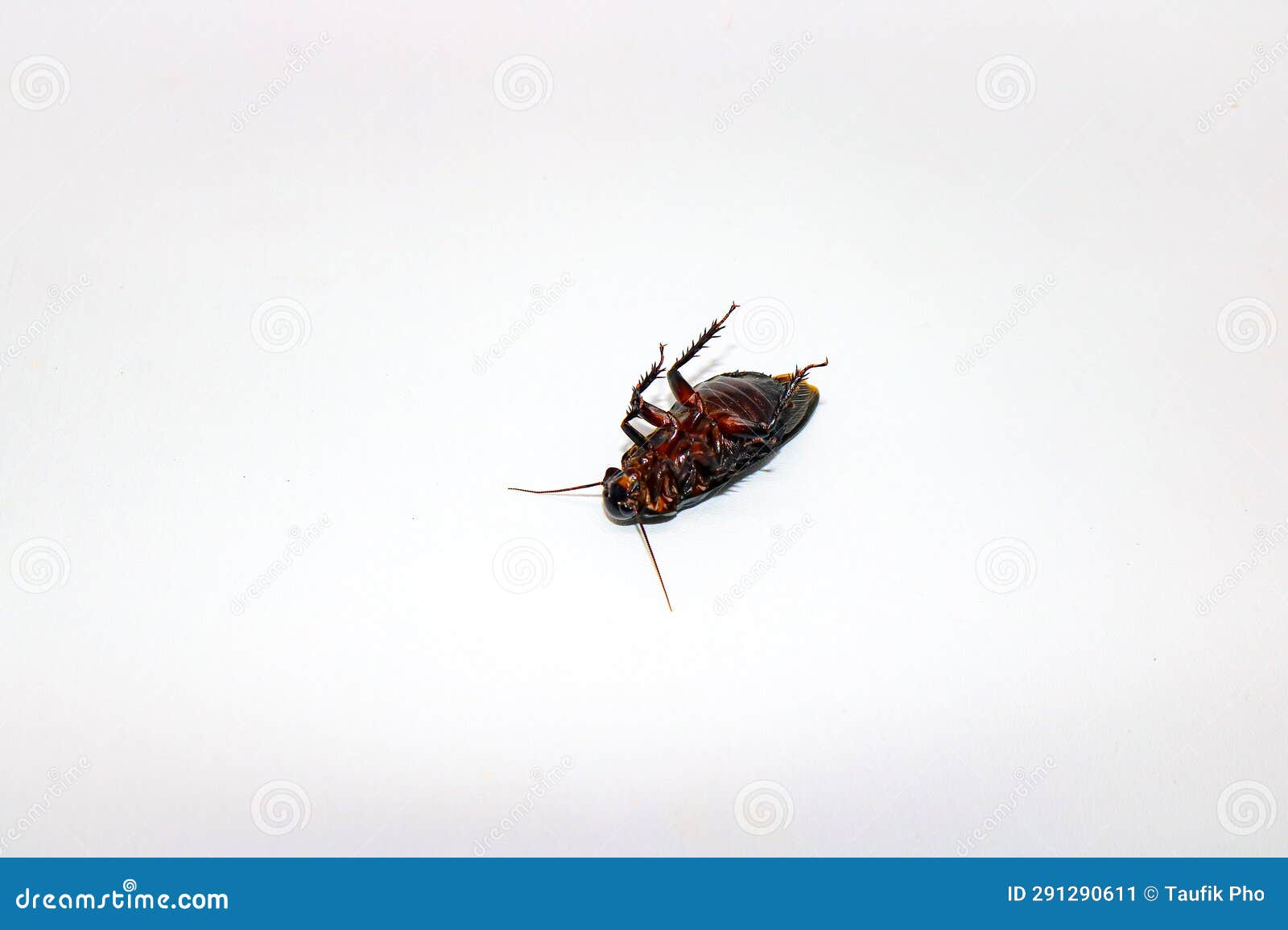 Dead insects stock image. Image of dead, legs, pest - 291290611
