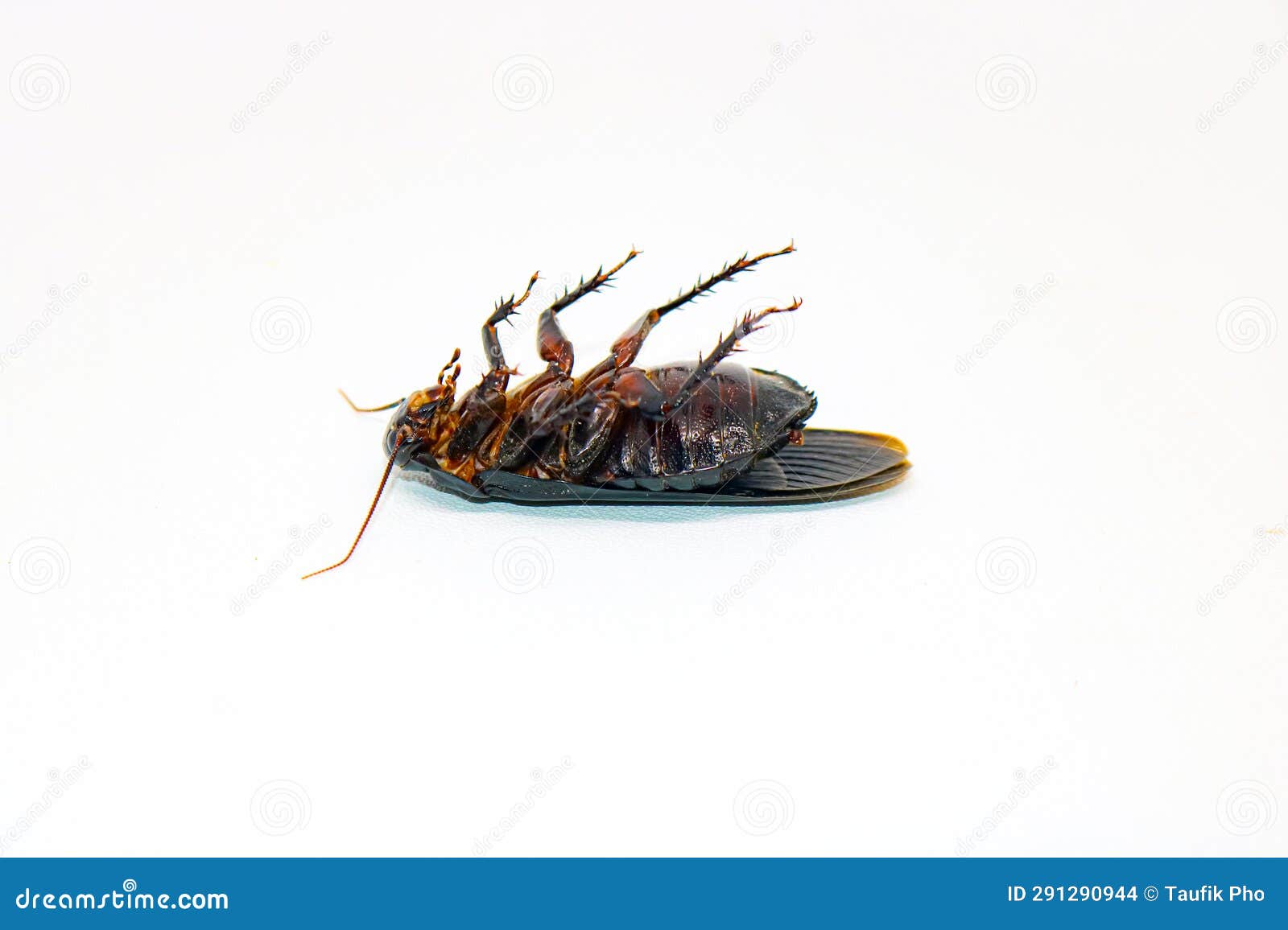 Dead insects stock photo. Image of pest, feet, disease - 291290944