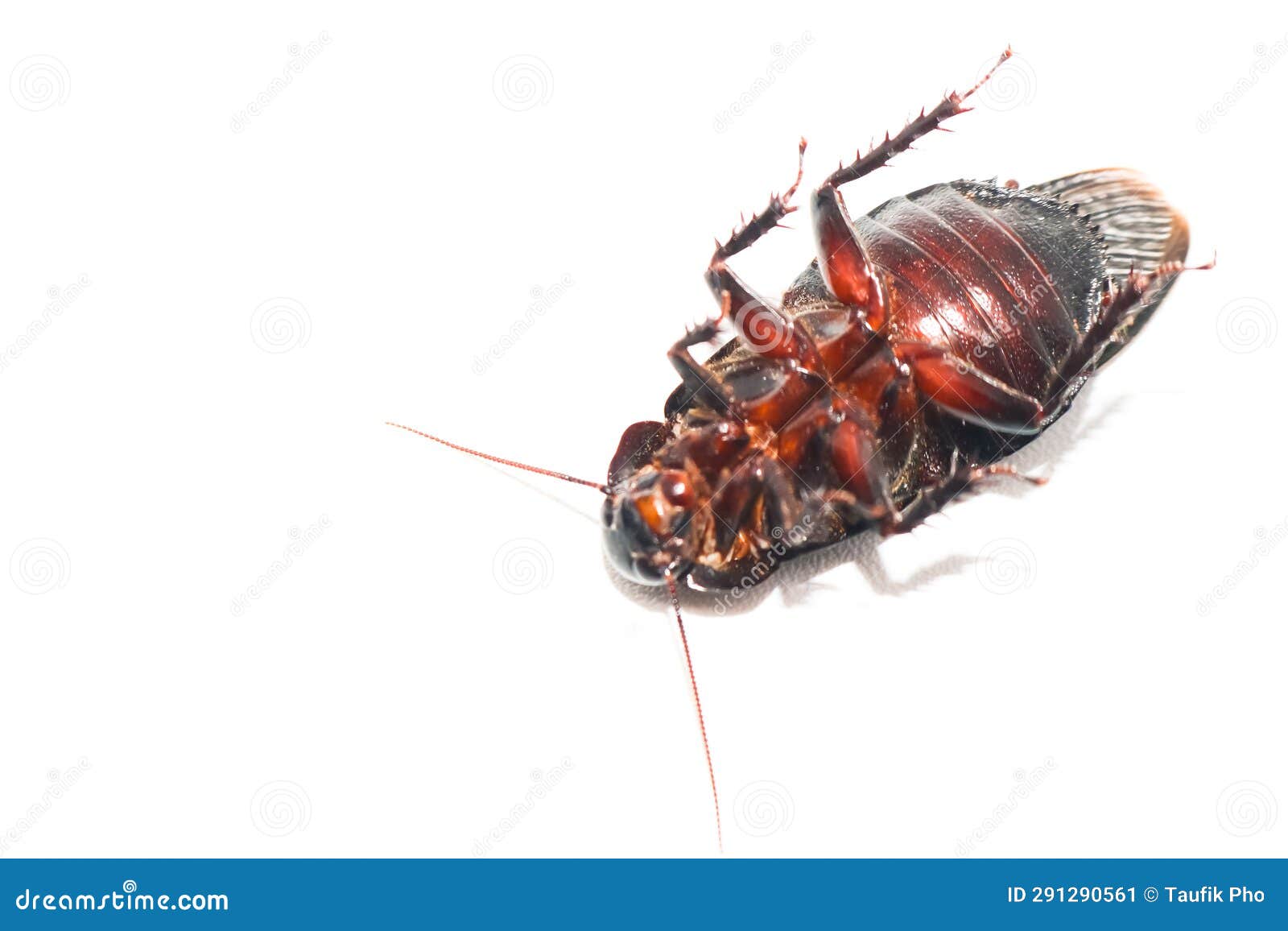 Close-up of Isolated Dead Insects Stock Image - Image of white ...