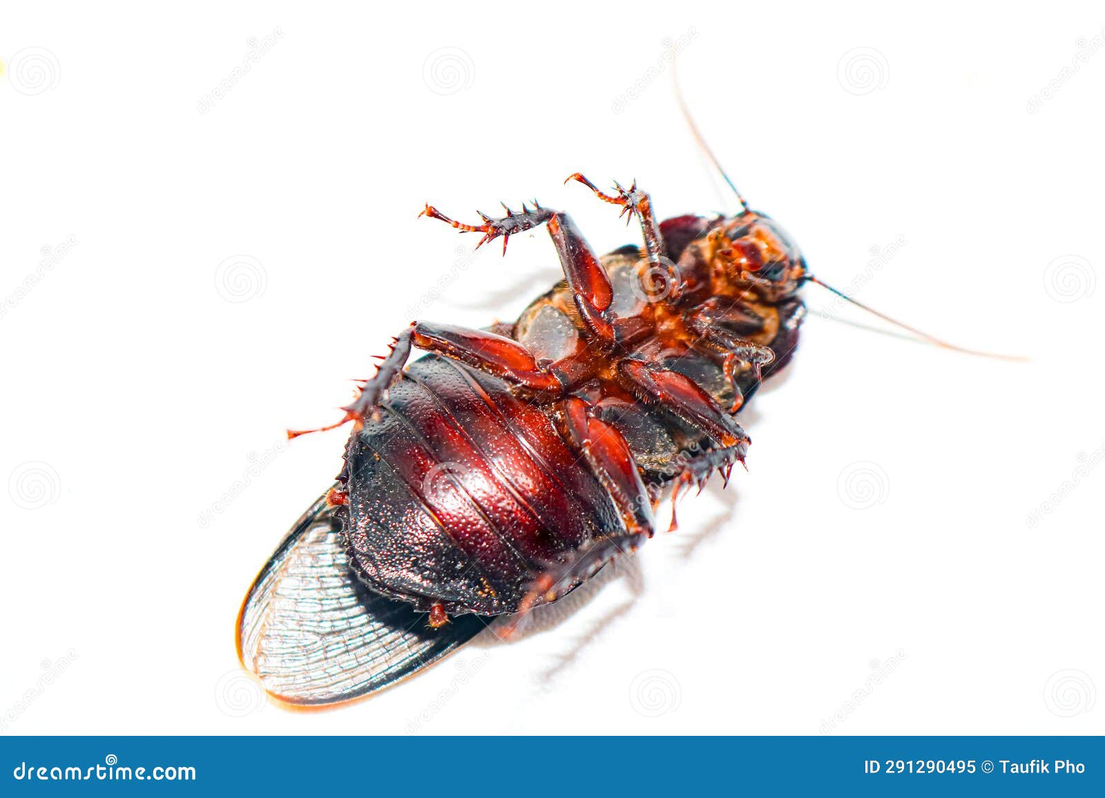 Dead Insects Isolated on White Background. Stock Image - Image of ...