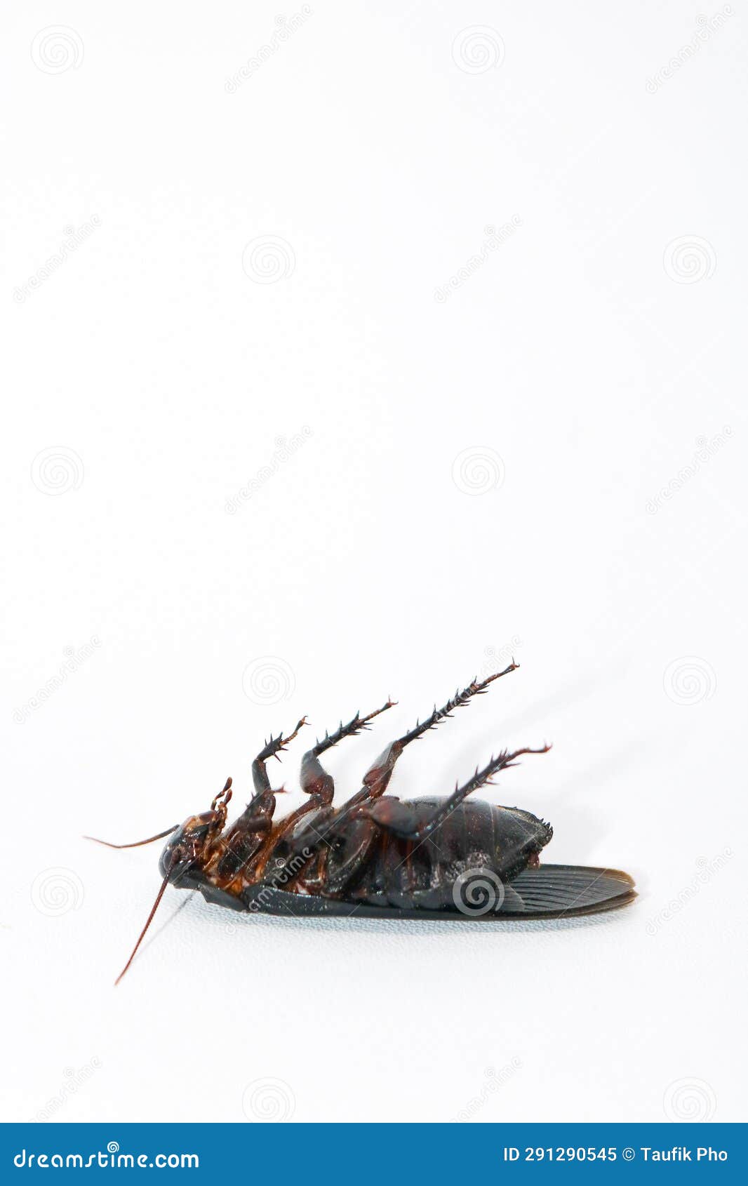 Dead Insects Isolated on a White Background Stock Image - Image of ...