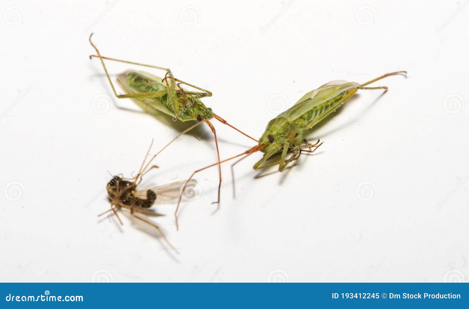 Dead insects stock image. Image of small, natural, body - 193412245