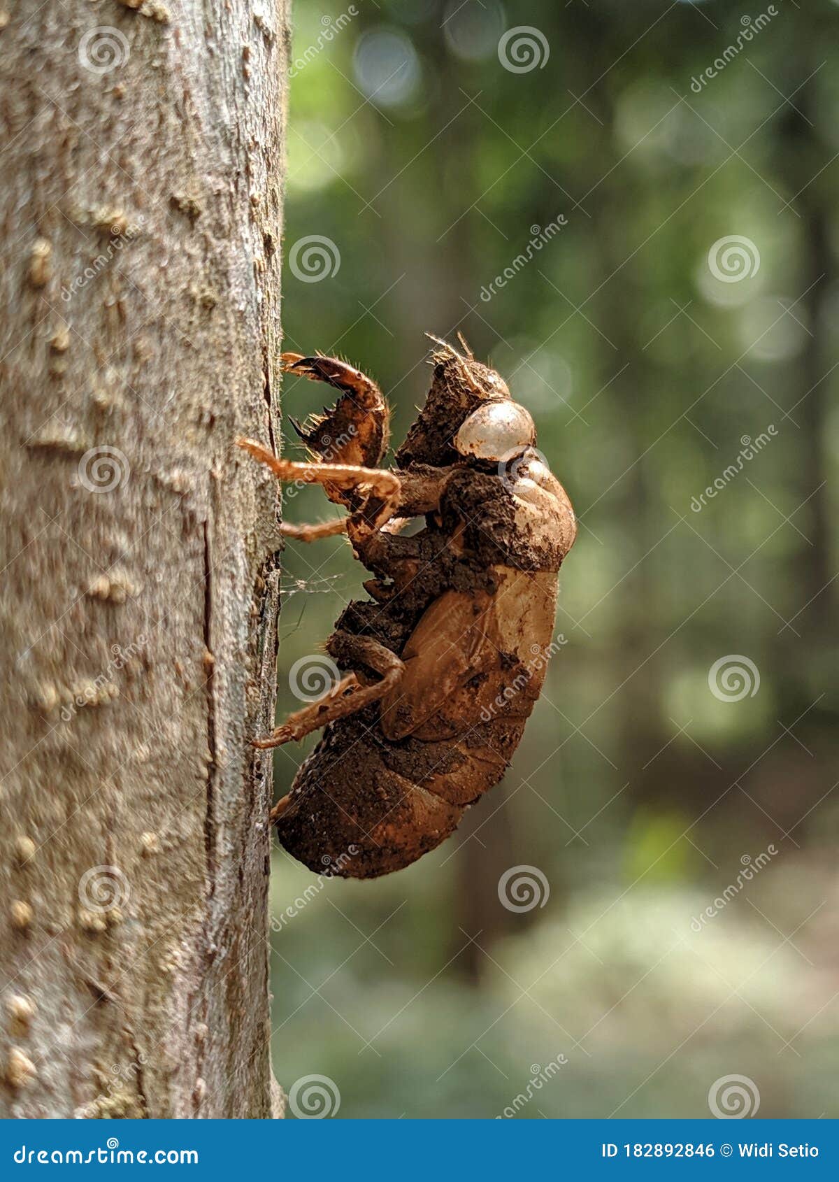 Dead Insects that Stick To the Tree Stock Photo - Image of flower ...
