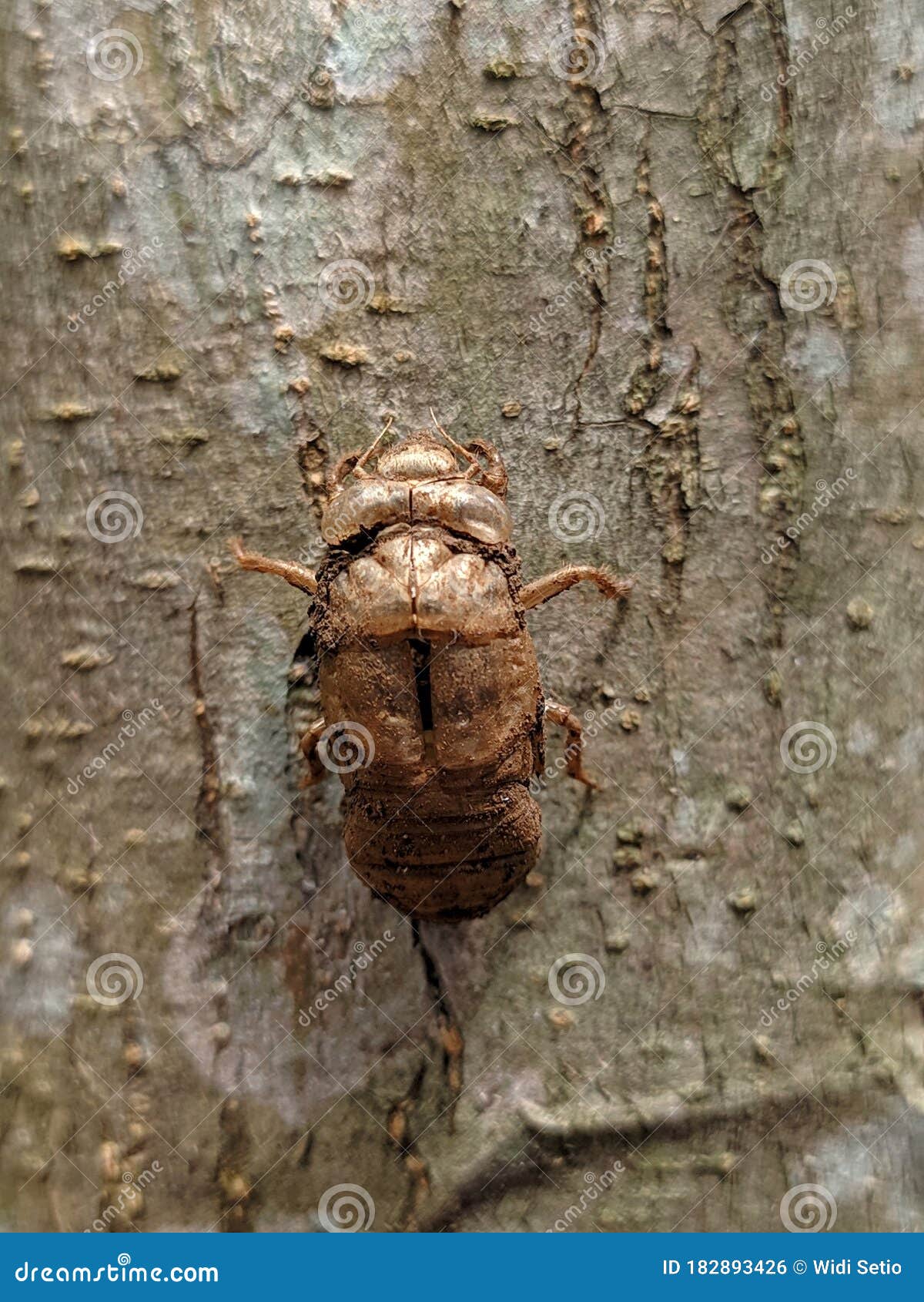 Dead Insects that Stick To the Tree Stock Photo - Image of trunk, dead ...