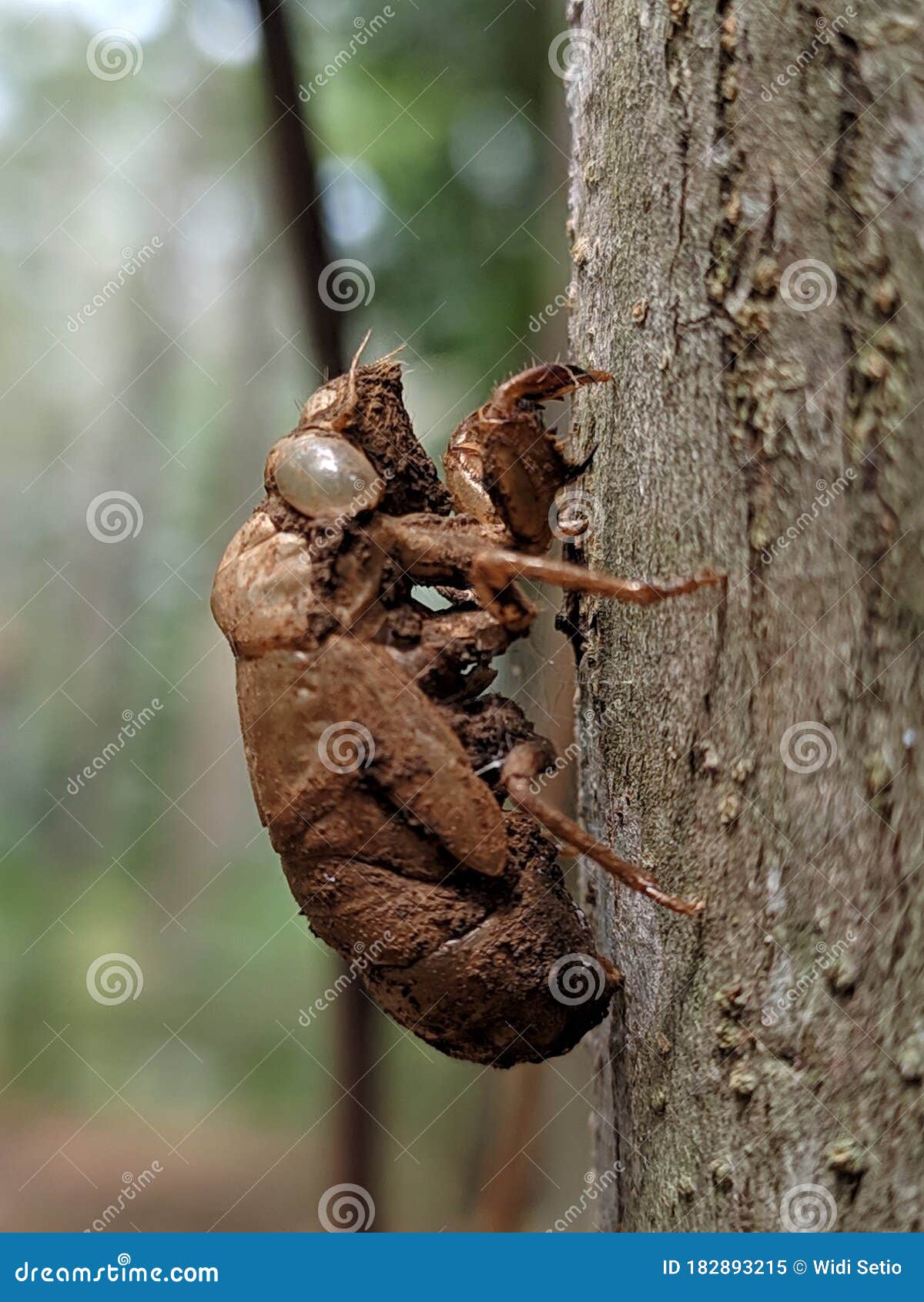Dead Insects that Stick To the Tree Stock Image - Image of trunk, dead ...