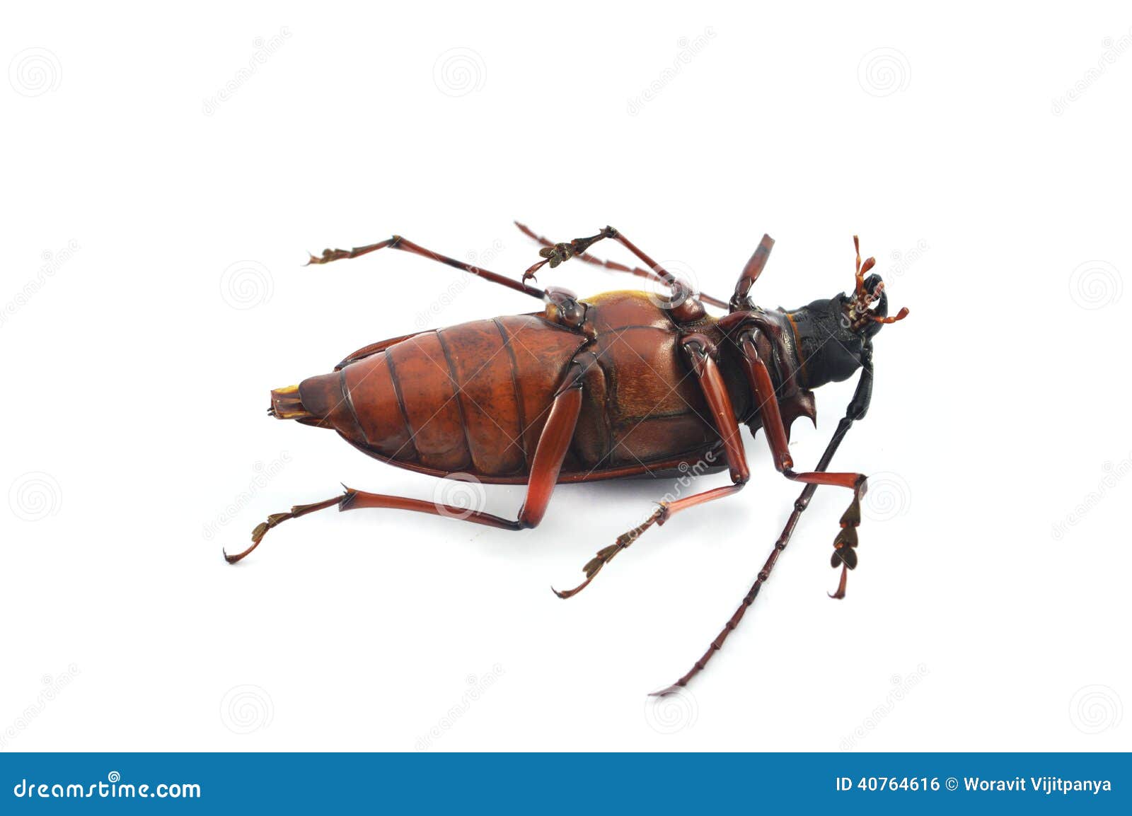 Dead insects stock photo. Image of dead, antenna, portrait - 40764616