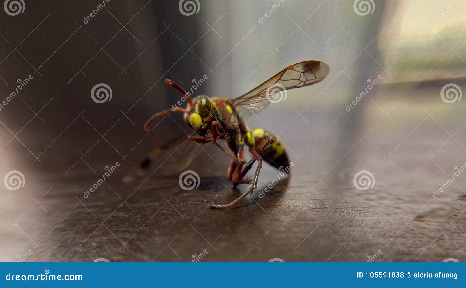 Ninja Bug Stock Photos - Free & Royalty-Free Stock Photos from Dreamstime