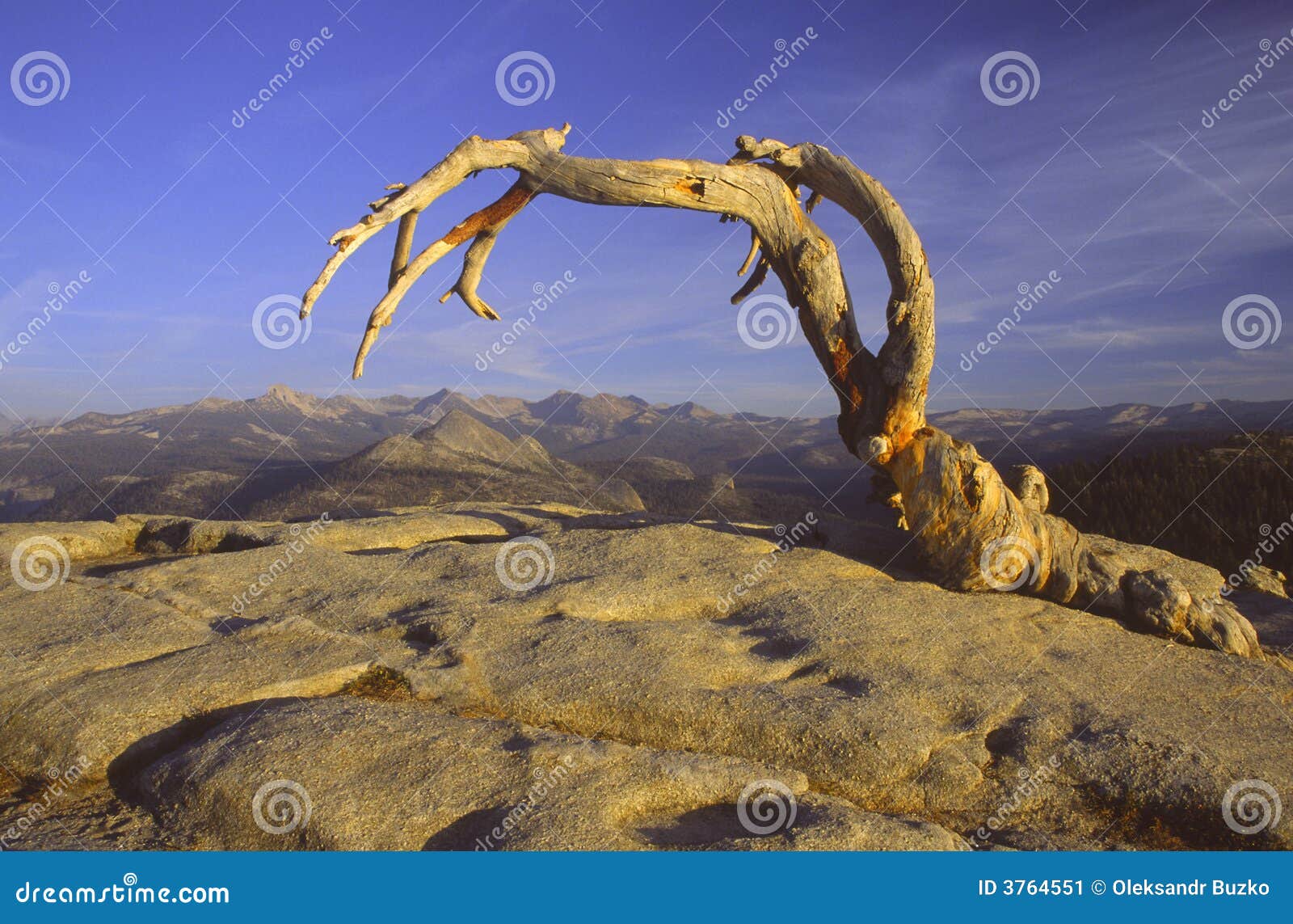 Jeffrey Pine Trees Forest On Mammoth Scenic Loop Road In Mammoth Lakes ...