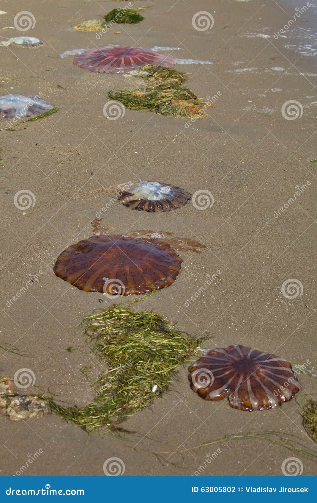 Dead Jellyfish on the Beach, Paracas, Peru Stock Photo - Image of ...