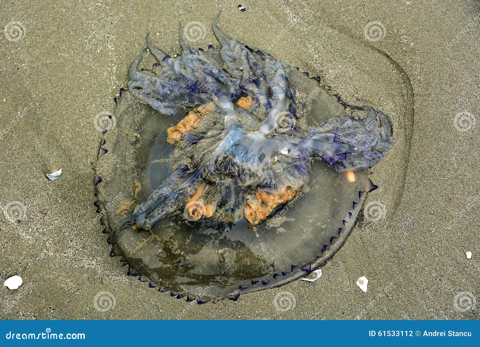 Dead jellyfish on beach stock photo. Image of stomolophus - 61533112