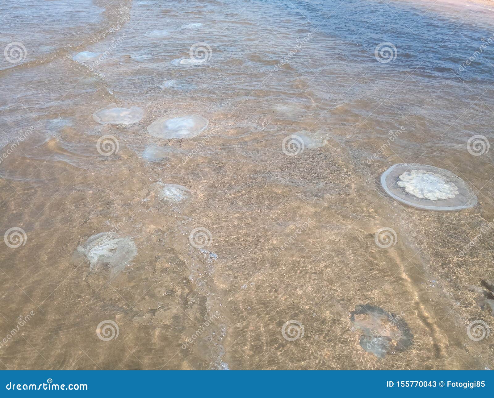 Jellyfish In The Shallow Water Stock Photography | CartoonDealer.com ...