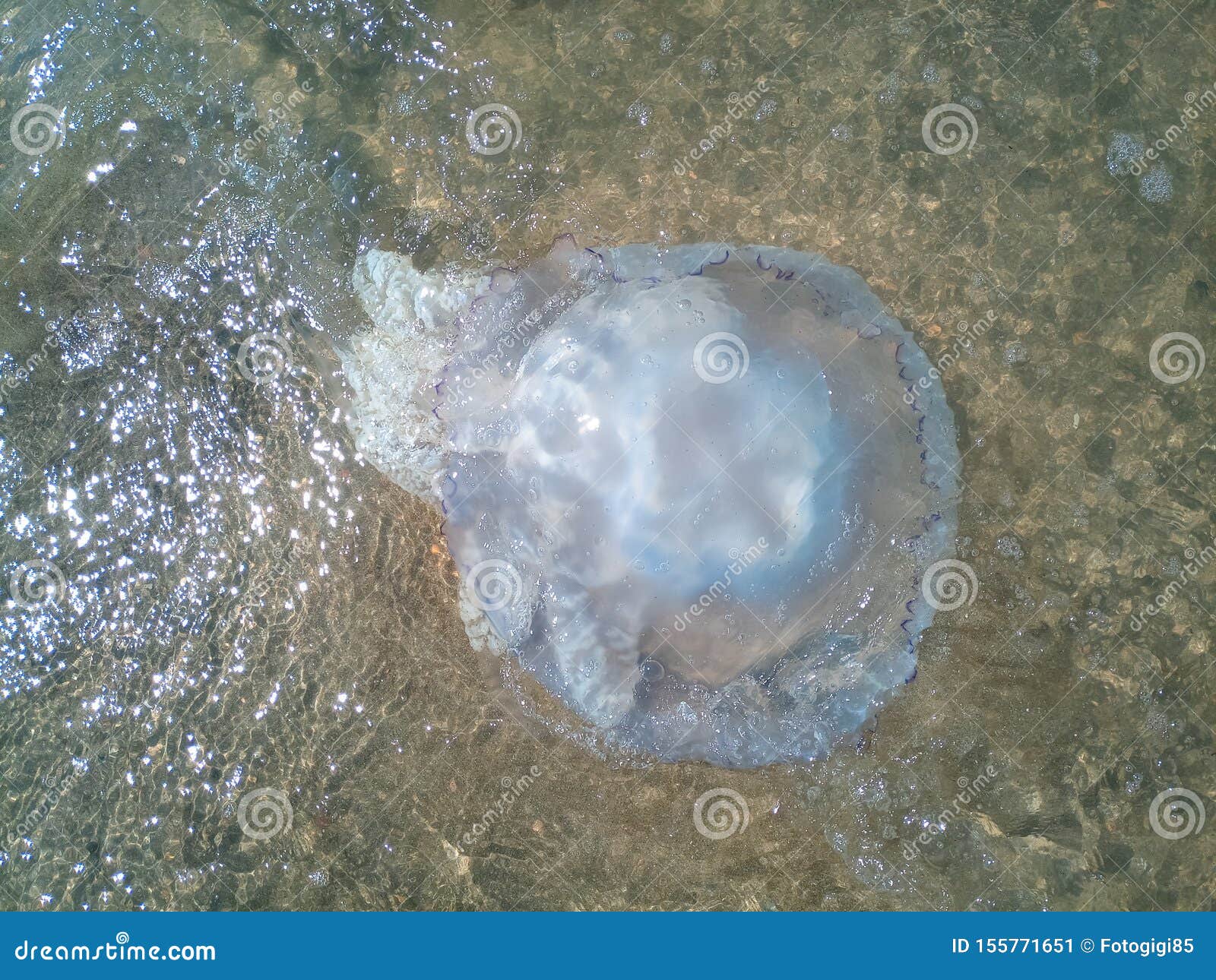 Jellyfish In The Shallow Water Stock Photography | CartoonDealer.com ...