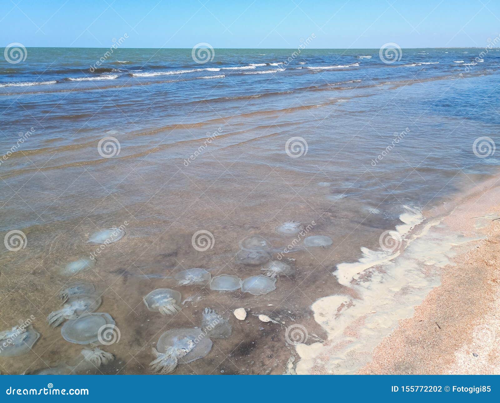 Jellyfish In The Shallow Water Stock Photography | CartoonDealer.com ...