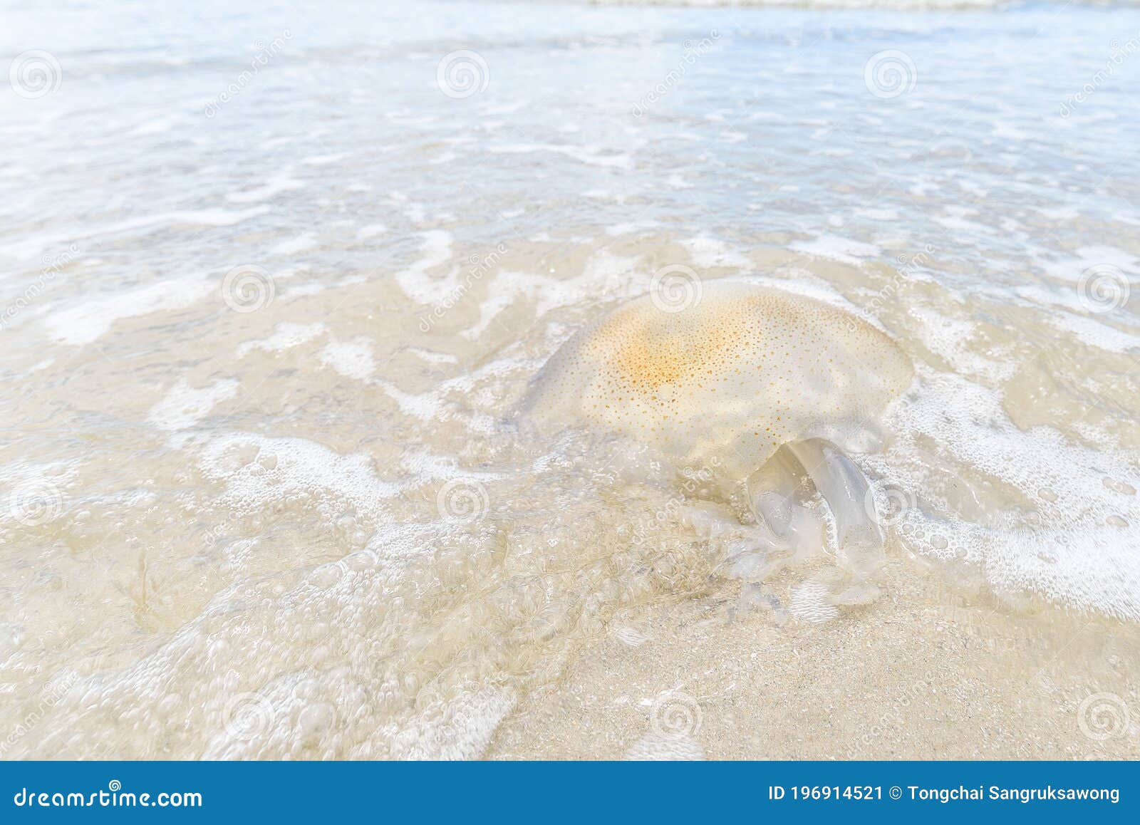 Dead Jellyfish Stranded on the Beach, Large Jellyfish Lies on the Shore ...