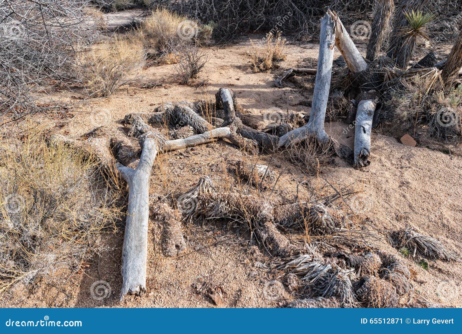 Dead Joshua Tree stock image. Image of frond, jumbo, mohave - 65512871