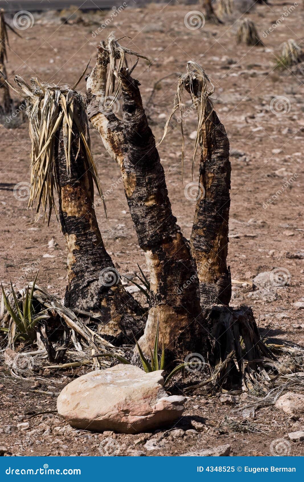 Dead Joshua Trees stock image. Image of conservation, plant - 4348525