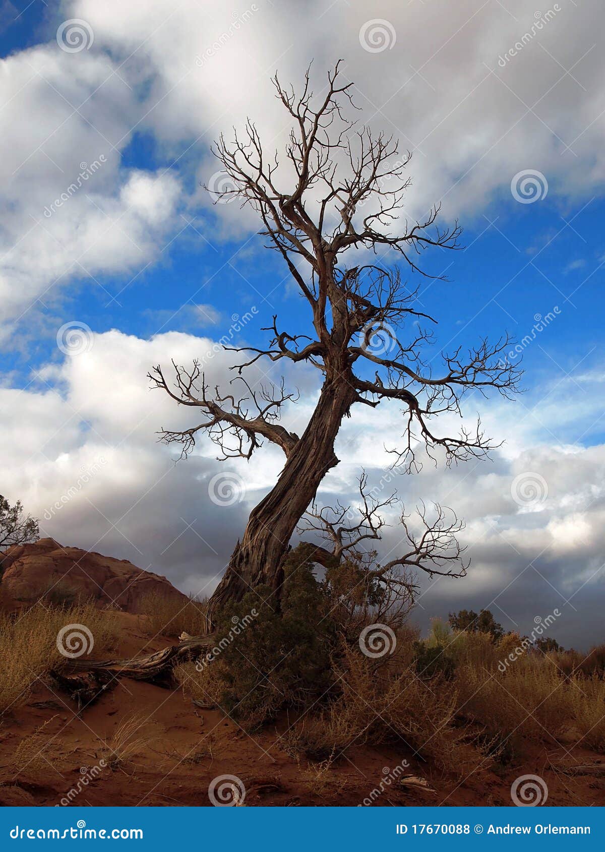 Dead Juniper stock photo. Image of dead, juniper, tree - 17670088