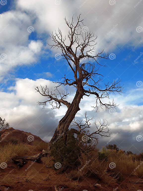 Dead Juniper stock photo. Image of dead, juniper, tree - 17670088