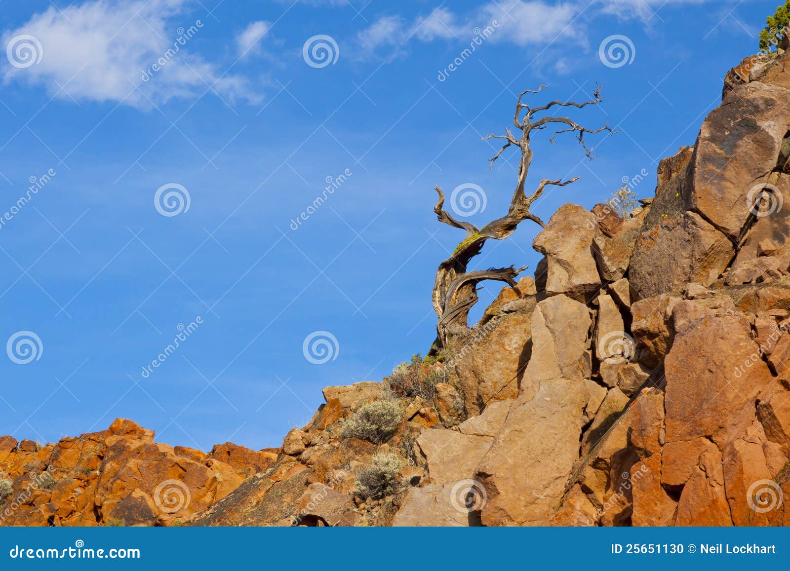 Dead Juniper Landscape stock photo. Image of incandescent - 25651130