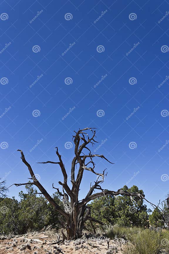 Dead Juniper stock photo. Image of scorched, geology - 52421824