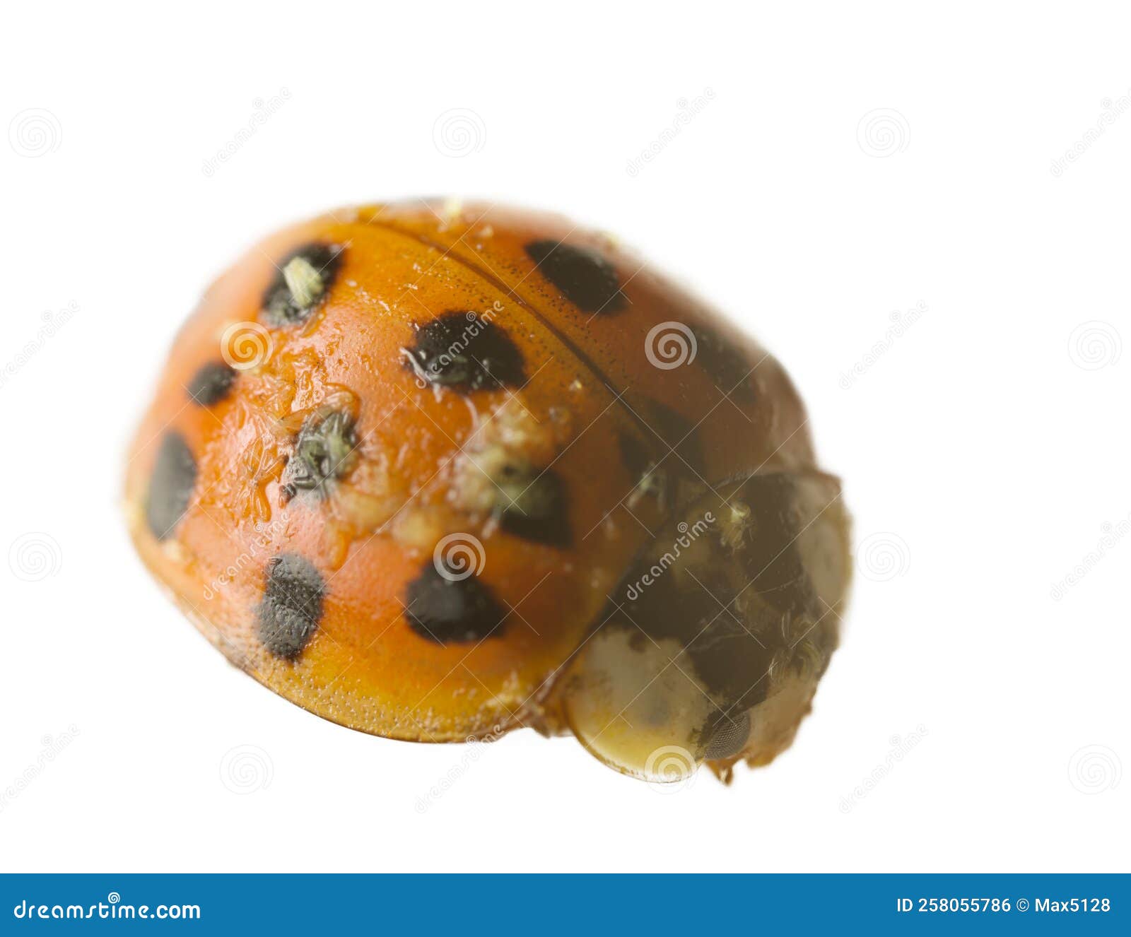 A dead ladybug is infected stock photo. Image of coccinellid - 258055786