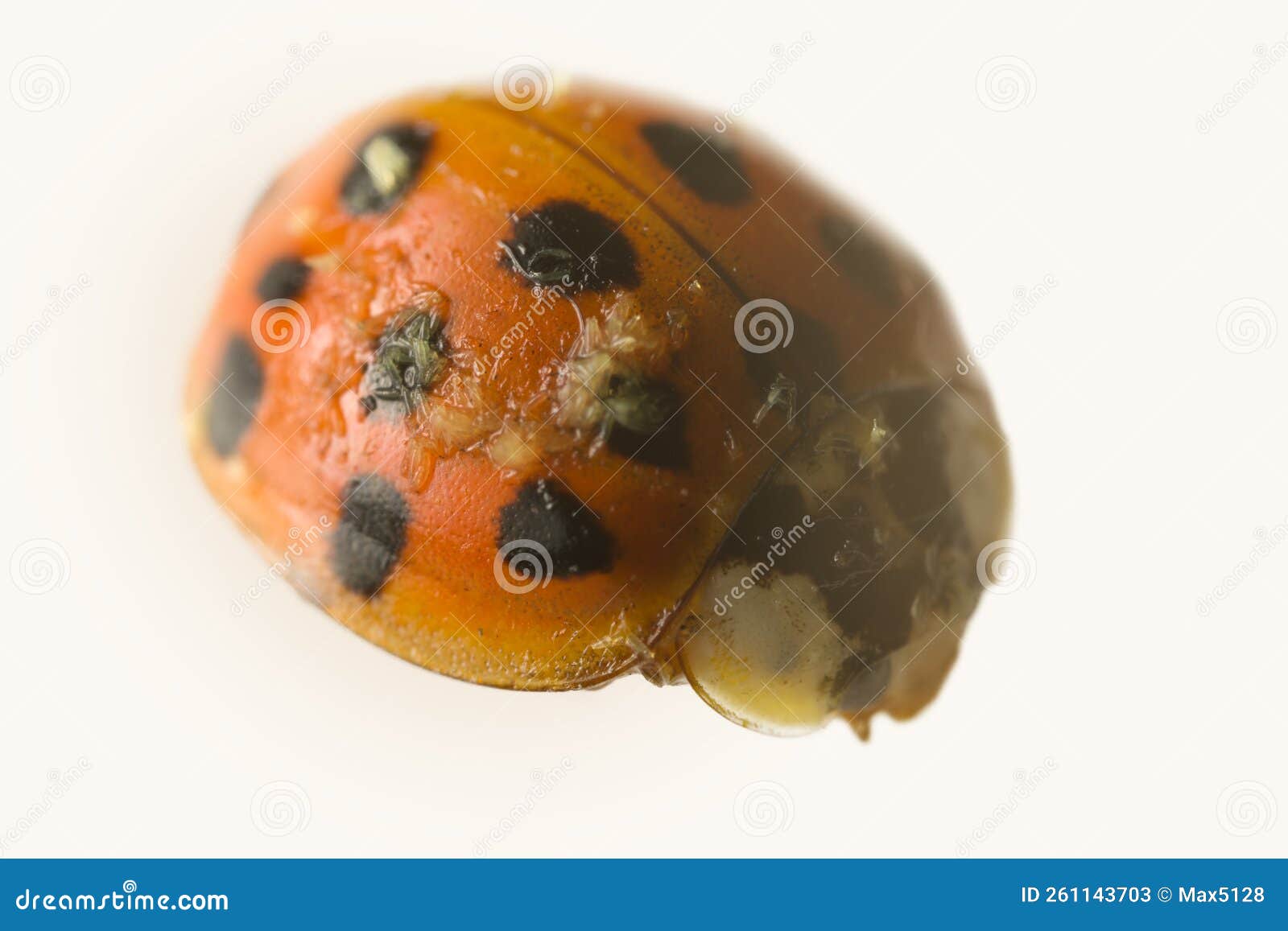 A dead ladybug is infected stock image. Image of grace - 261143703