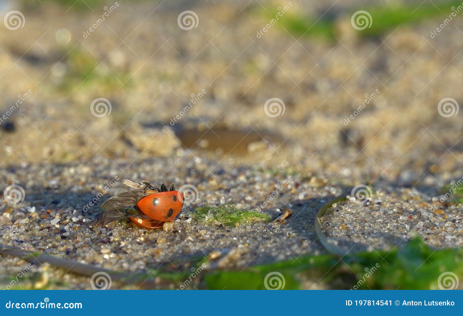 Dead Ladybird Stock Photos - Free & Royalty-Free Stock Photos from ...
