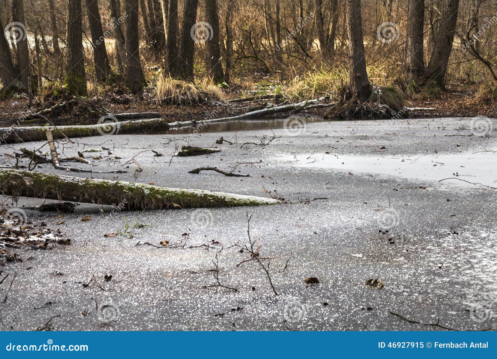 Dead lake stock image. Image of background, fragile, flora - 46927915