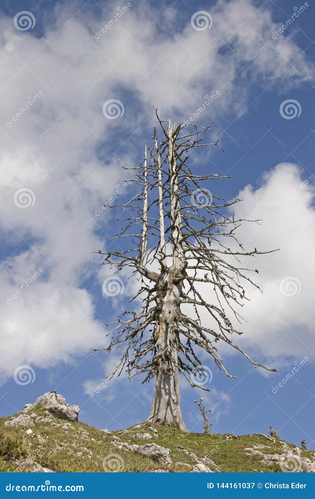 Tree mortality stock image. Image of death, alpine, upper - 144161037