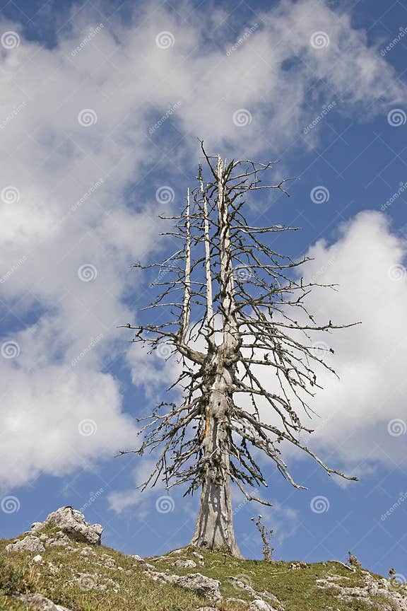 Tree mortality stock image. Image of death, alpine, upper - 144161037