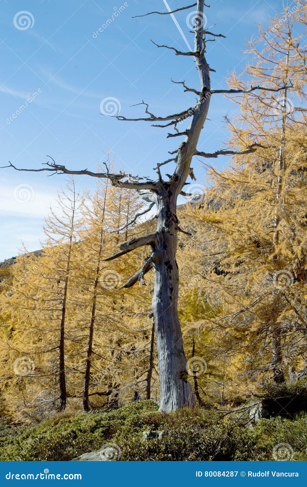 Dead Larch Tree in a Forest Stock Image - Image of wilderness, branches ...