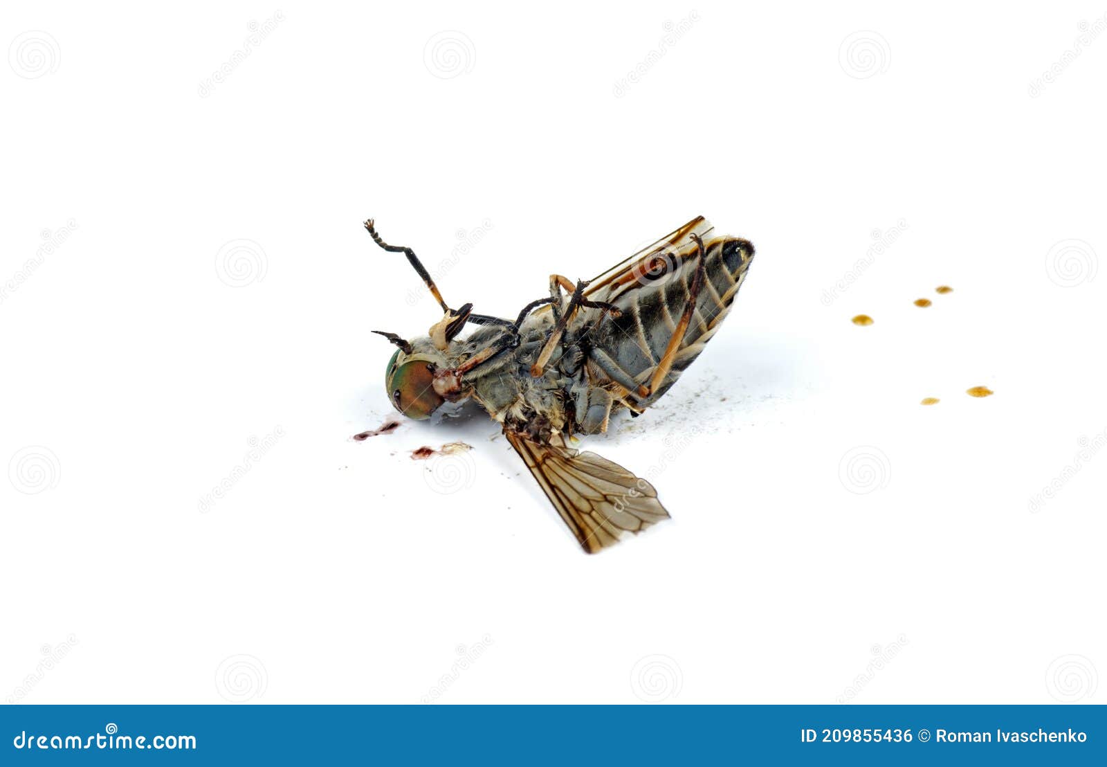 Dead Large Brown Gadfly Isolated on White Stock Photo - Image of east ...
