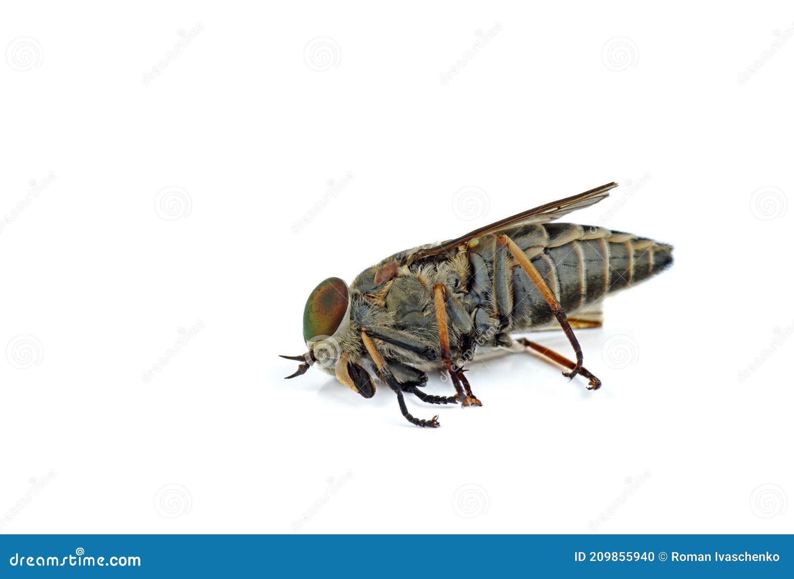 Dead Large Brown Gadfly Isolated on White Stock Photo - Image of wild ...