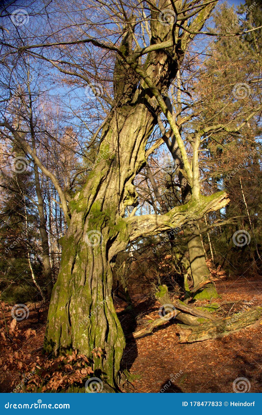 Dead Large Oak, Overgrown with Moss, in the Sababurg Primeval Forest ...